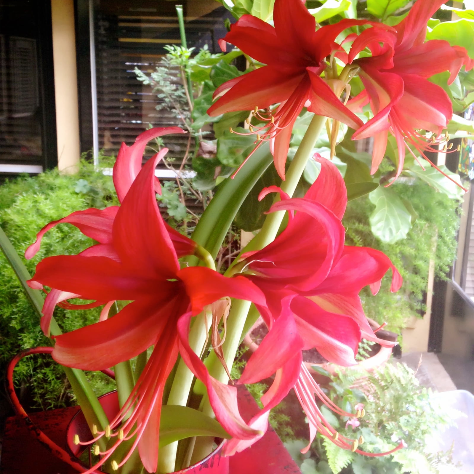 Amaryllis Bulb, No Watering Needed -Blooms, Decor & Birthday, Pots to Grow, Planting Simple ...