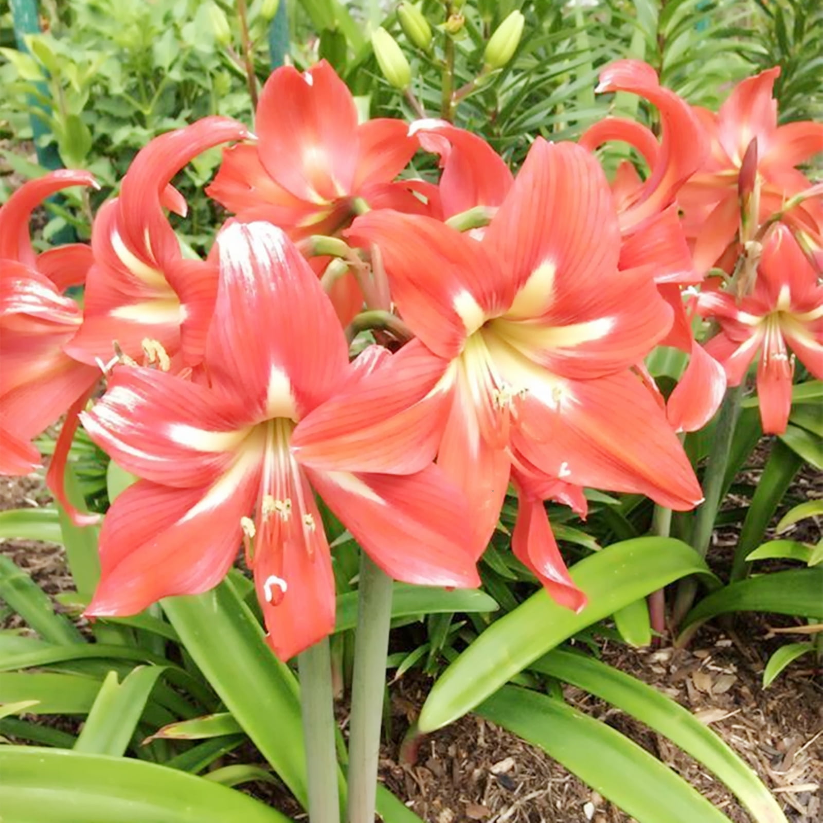 Amaryllis Bulb, No Watering Needed -Blooms - Easy Care, - Christmas ...