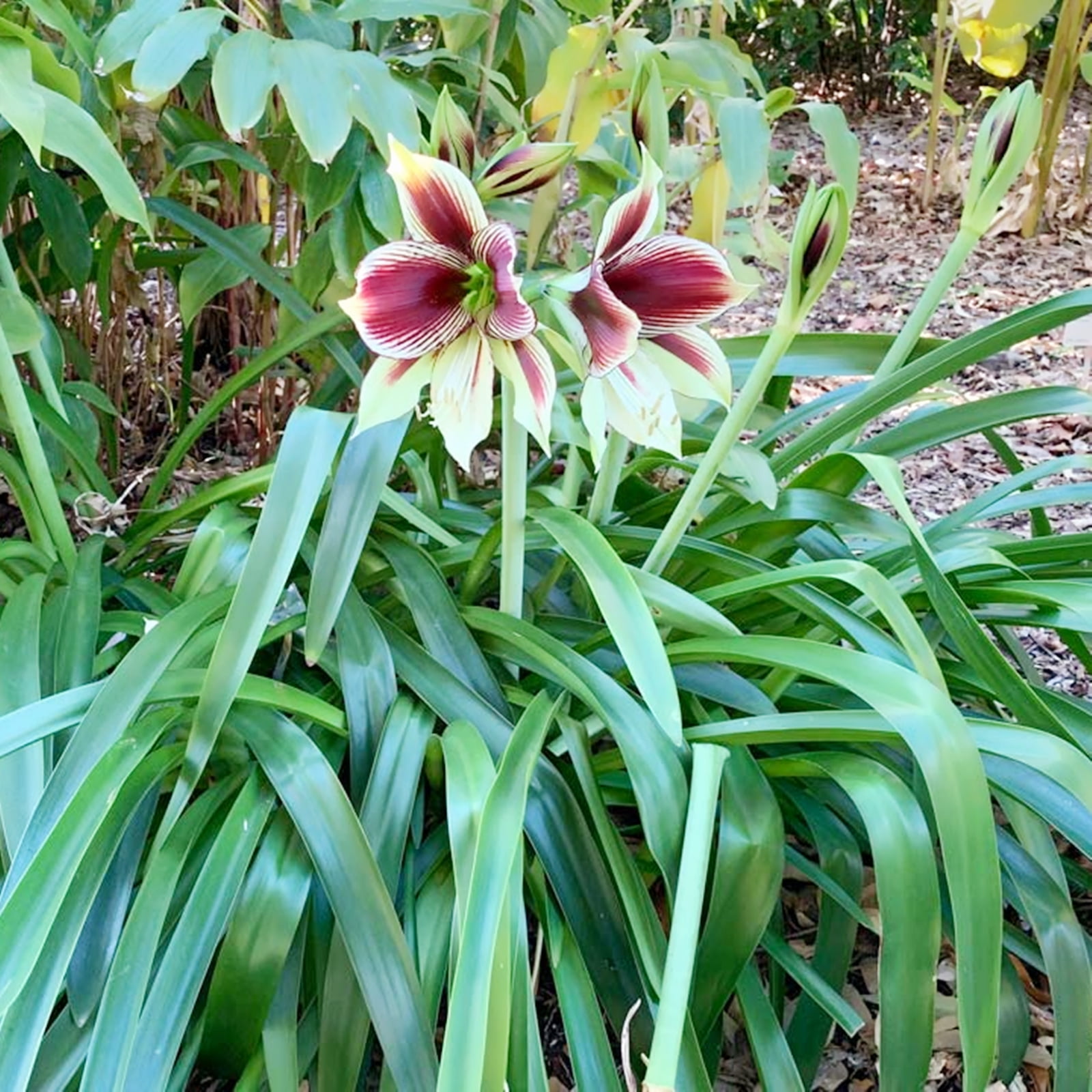 Amaryllis Bulb, No Watering Needed -Blooms - Easy Care, - Christmas ...