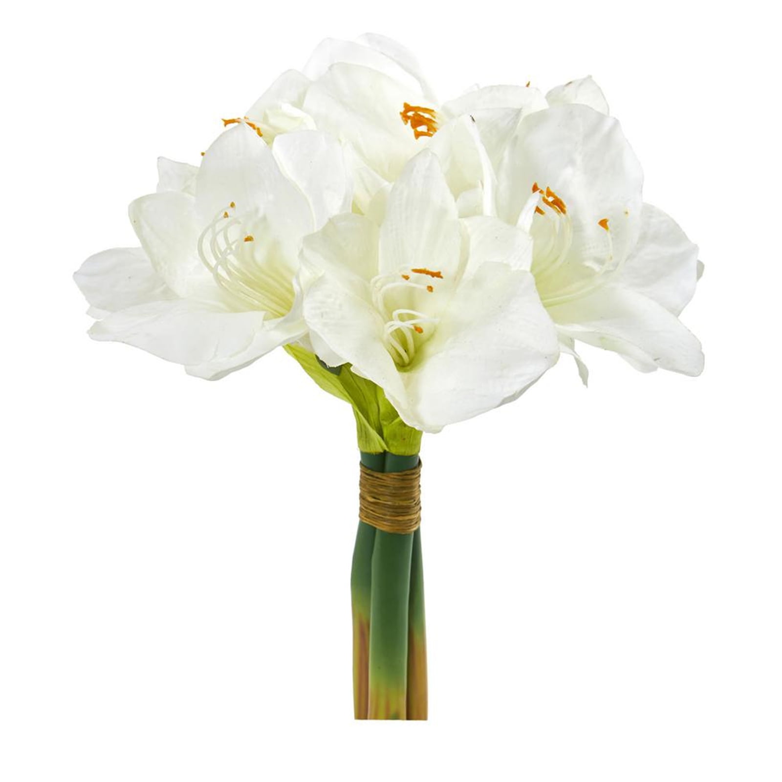 Amaryllis Bulb, No Watering Needed -Blooms, Ornamental Flowers, Outdoor ...