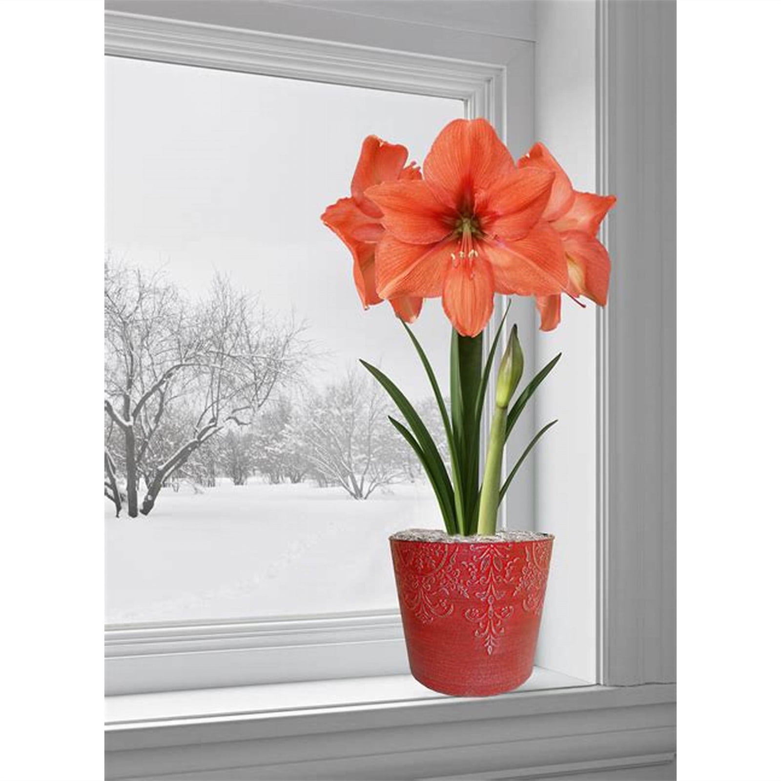 Amaryllis Bulb, No Watering Needed -Blooms, Ornamental Flowers, Outdoor ...