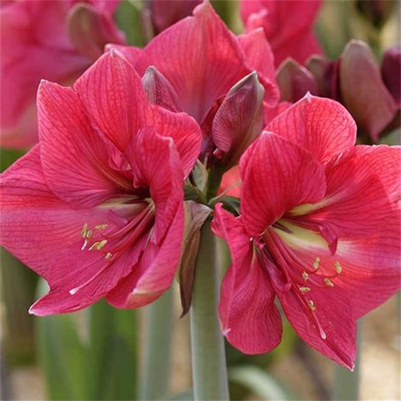 Amaryllis Bulb, No Watering Needed -Blooms, Ornamental Flowers, Outdoor ...