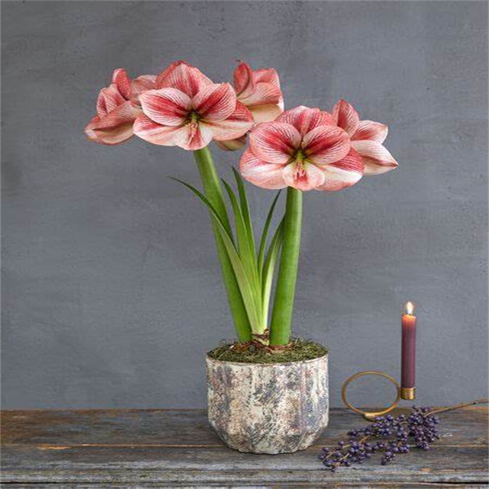 Amaryllis Bulb, No Watering Needed -Blooms, Outdoor Grow, Decor ...