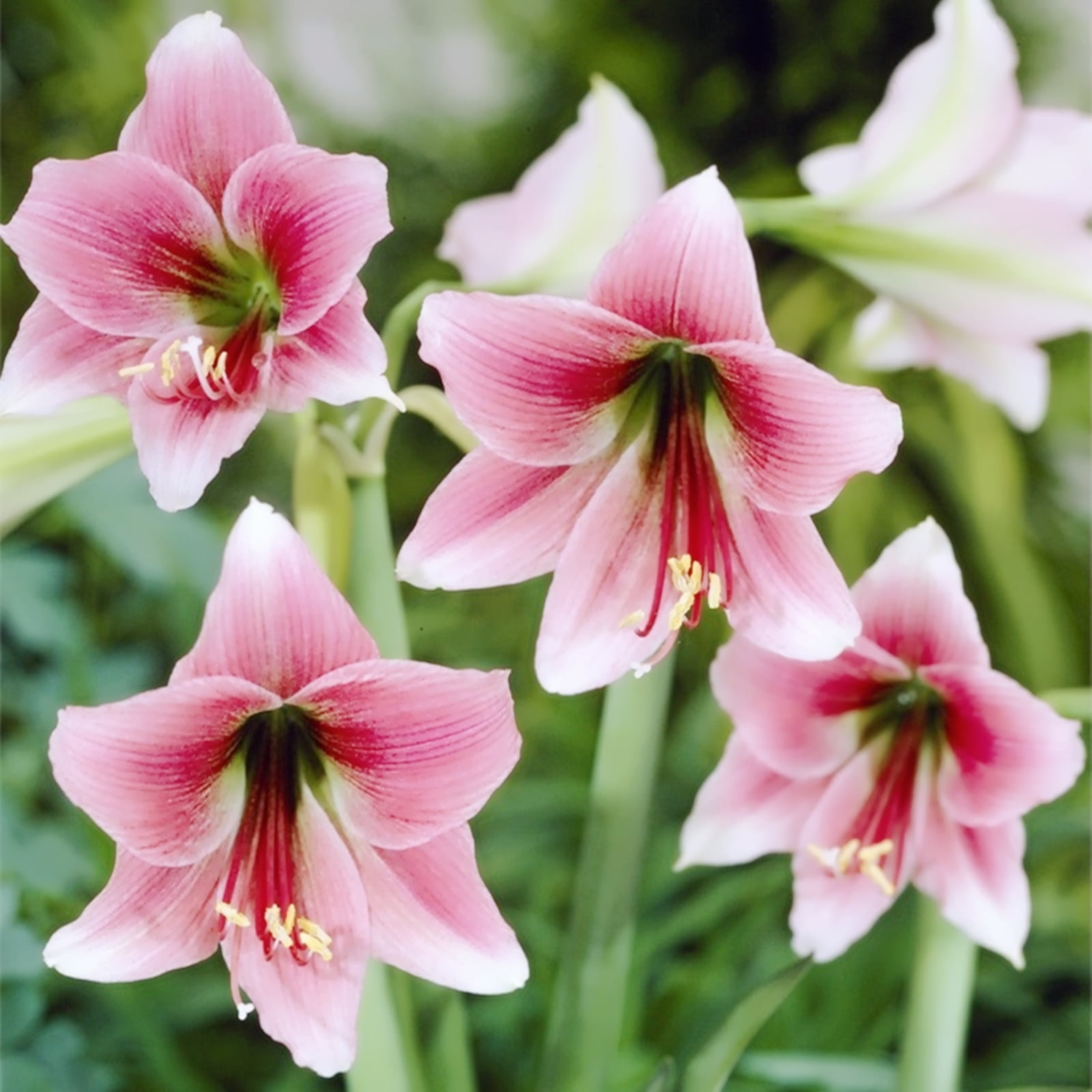 Amaryllis Bulb, No Watering Needed -Blooms, Outdoor Grow, Good Luck ...