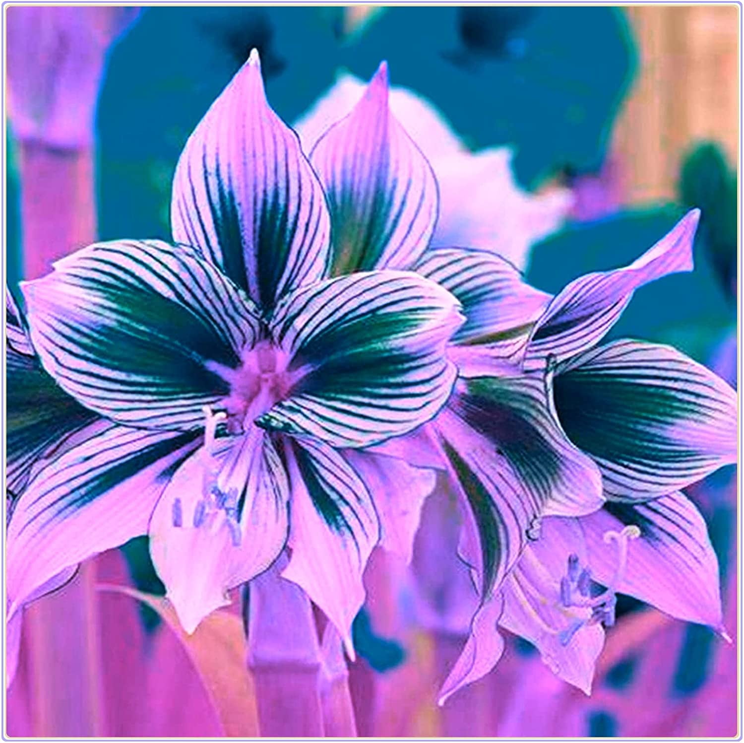 Amaryllis Bulb, No Watering Needed -Blooms, Outdoor Grow, Planting ...