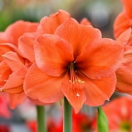 Pink Petals Waxed Amaryllis Flower Bulb with Stand, Grow Real Blooming ...