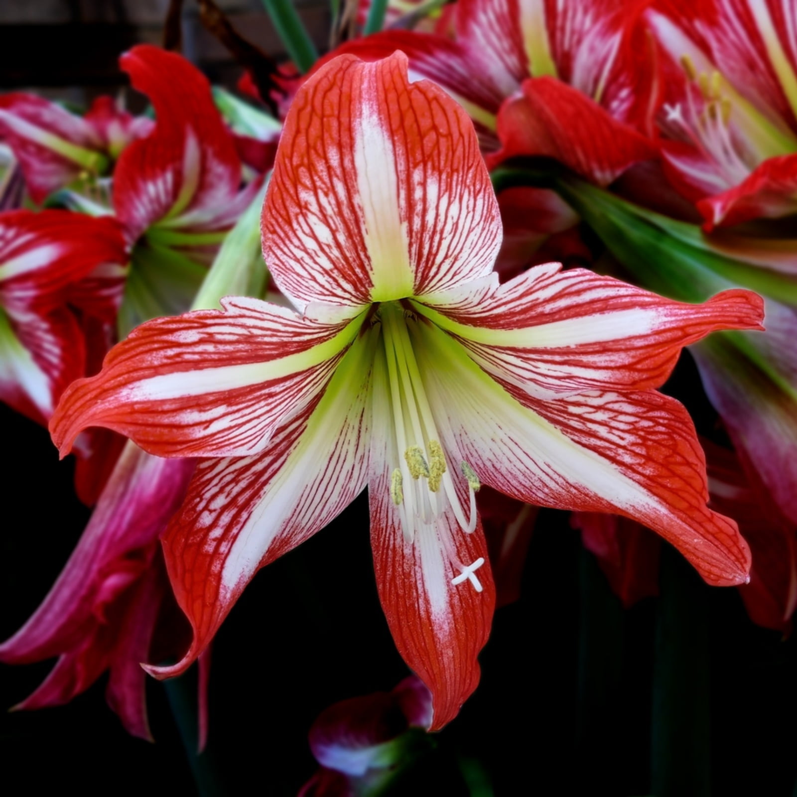 Amaryllis Bulbs, Balcony Plants, Decorative Outdoor Living Room Plants ...