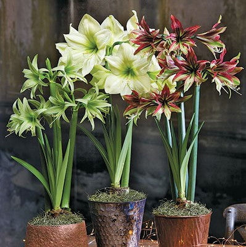 Amaryllis Bulbs - Exotic Collection - 9 Bulbs - Mixed Flower Bulbs ...