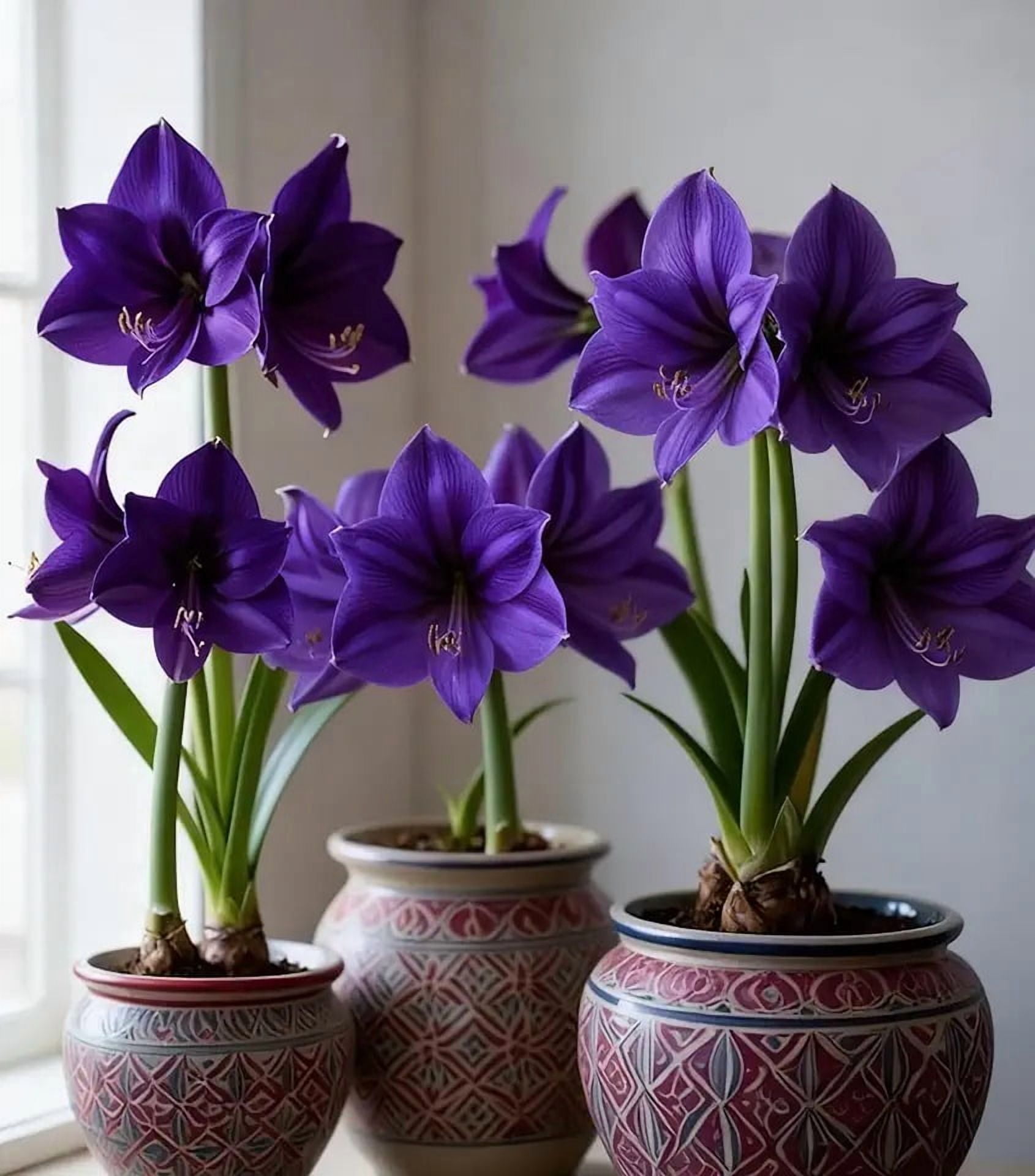 Amaryllis-Bulbs For Planting - Premium Garden Stake, Perfect For ...