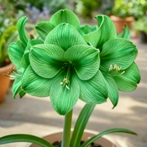 Amaryllis-Bulbs For Planting -Premium Garden Stakes Perfect for Borders ...