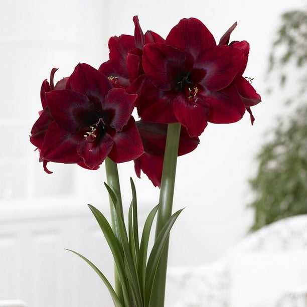 Eden Brothers Amaryllis Bulbs - Royal Velvet - Walmart Business Supplies