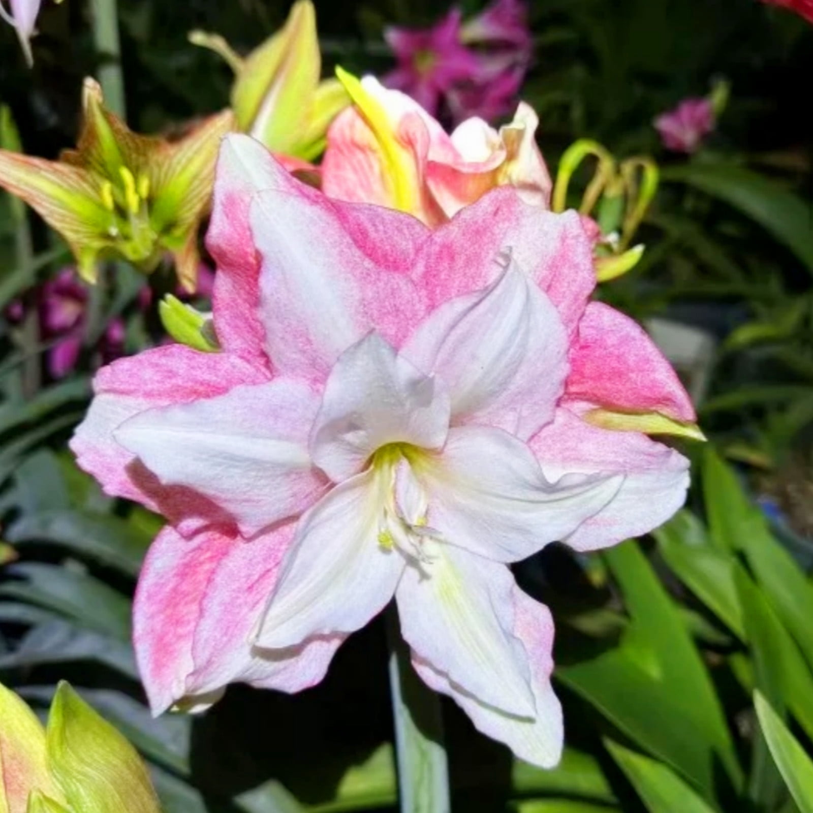 {Amaryllis-Bulbs-Mix-For Planting} - Garden Elegance Decoration ...