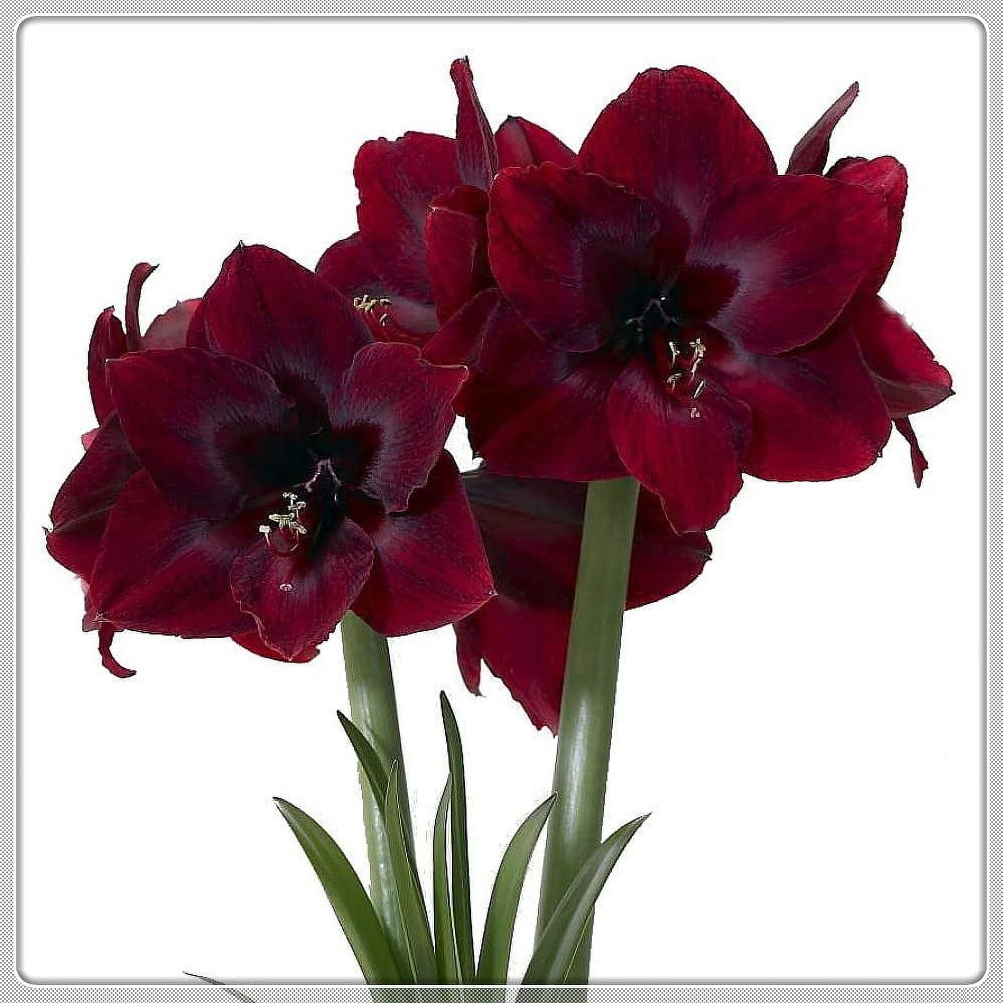 Amaryllis Bulbs, No Watering Needed -Blooms - Easy Care,Cut Flower ...