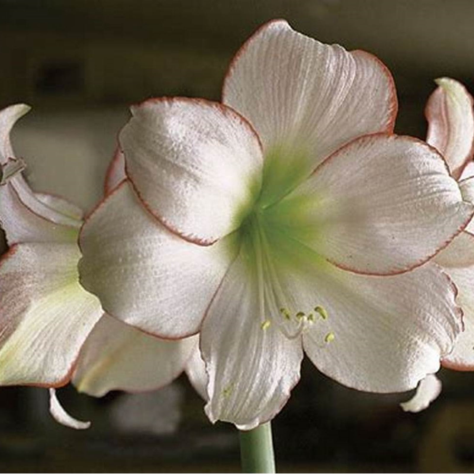 Amaryllis Bulbs, No Watering Needed -Blooms - Easy Care, Extremely ...