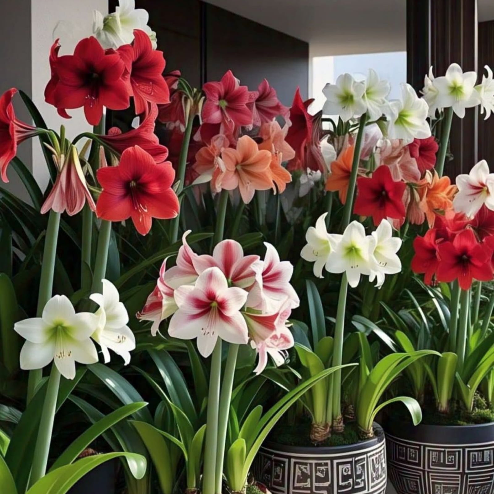 Amaryllis-Bulbs Wax For Planting - Premium Garden Stakes Perfect for ...