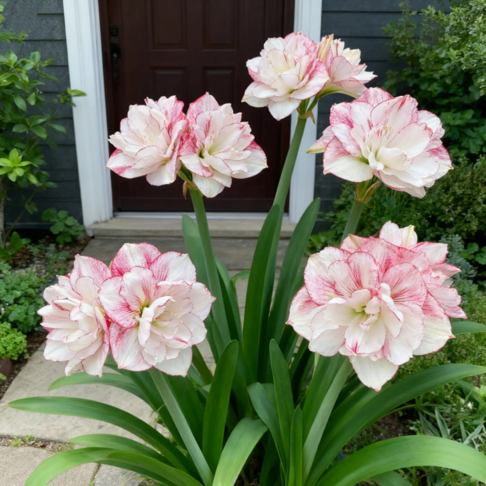 Amaryllis-Bulbs Wax For Planting - Premium Garden Stakes Perfect for ...