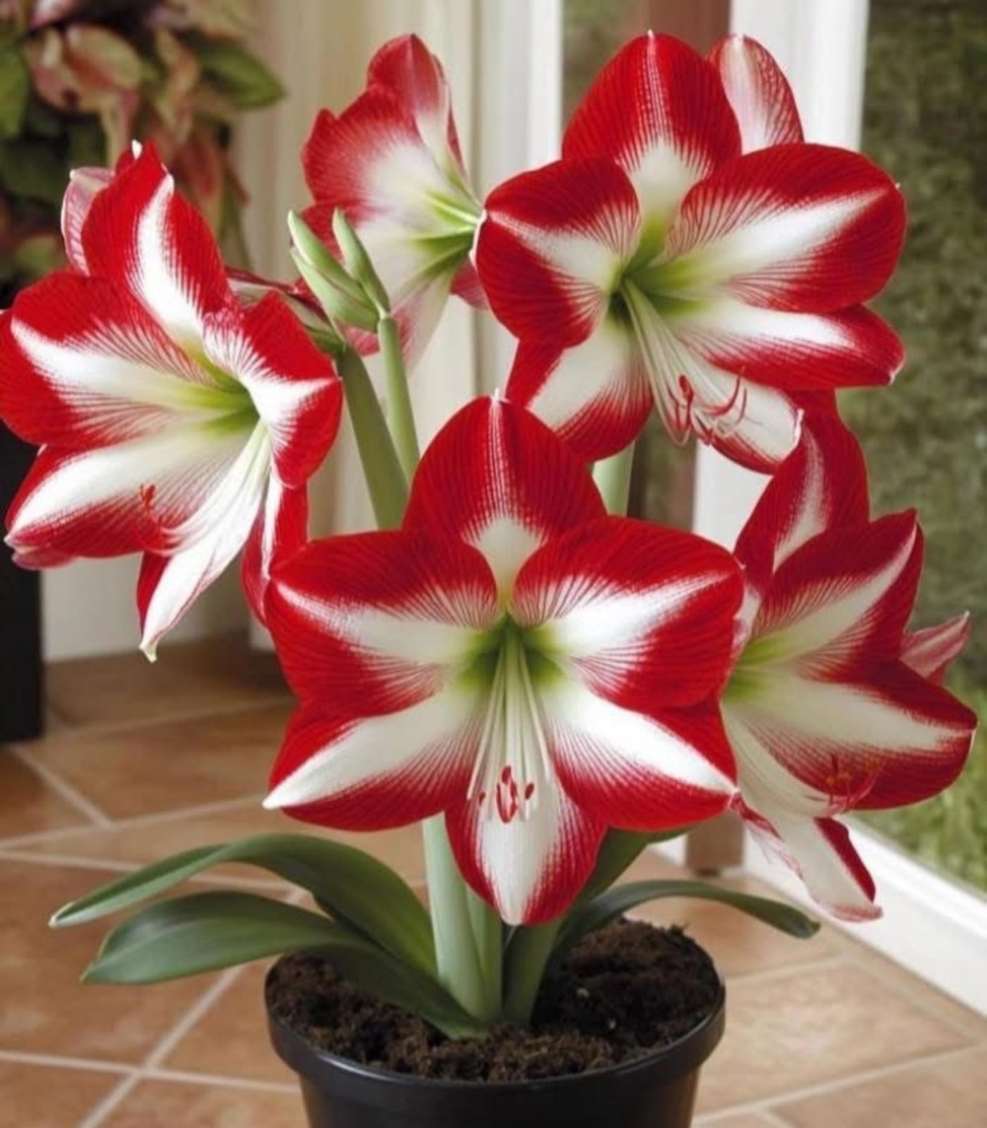 Amaryllis-Bulbs Wax For Planting - Premium Garden Stakes Perfect for ...