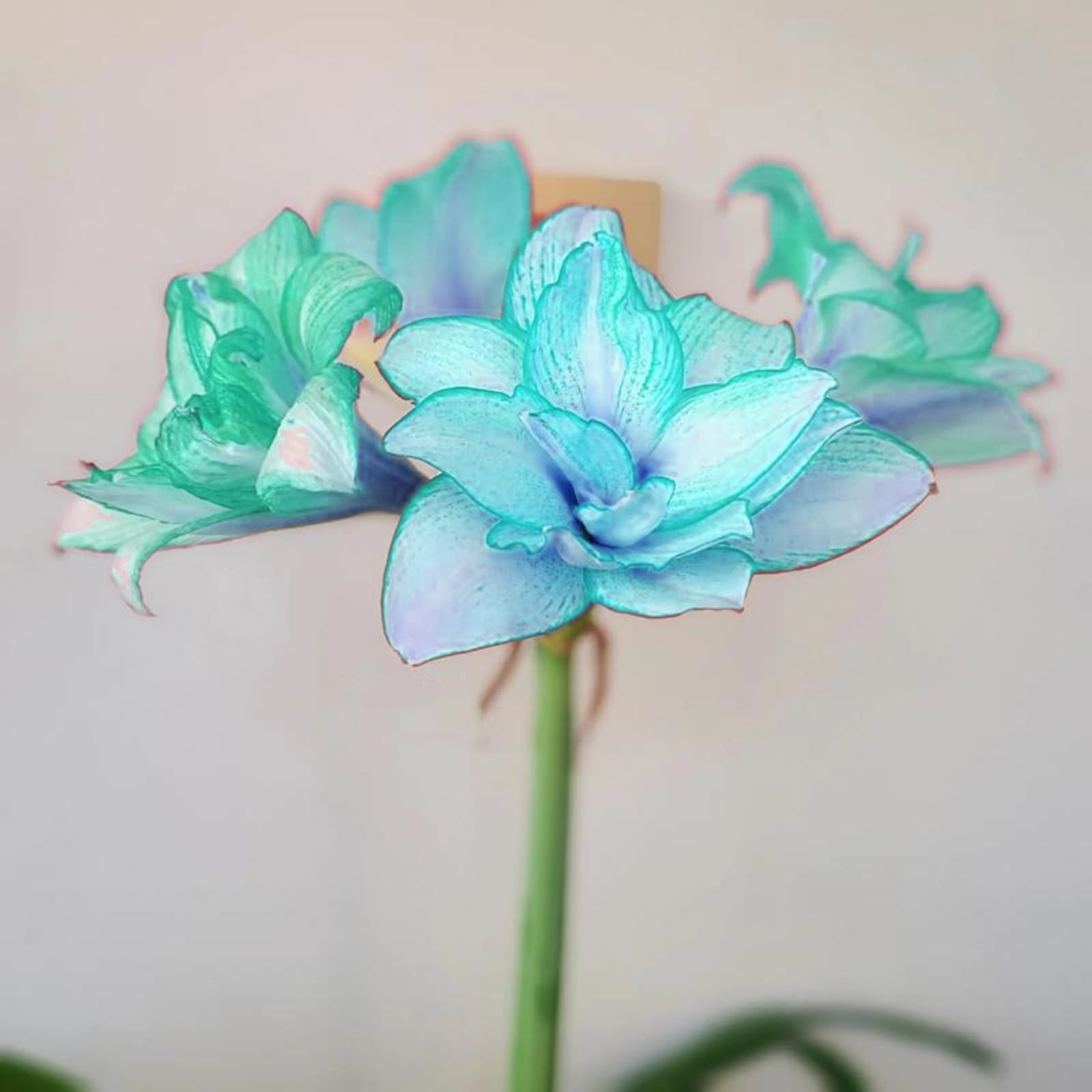 Amaryllis-Fast growth-Beautiful Garden Decoration-Simple to Grow-Garden ...