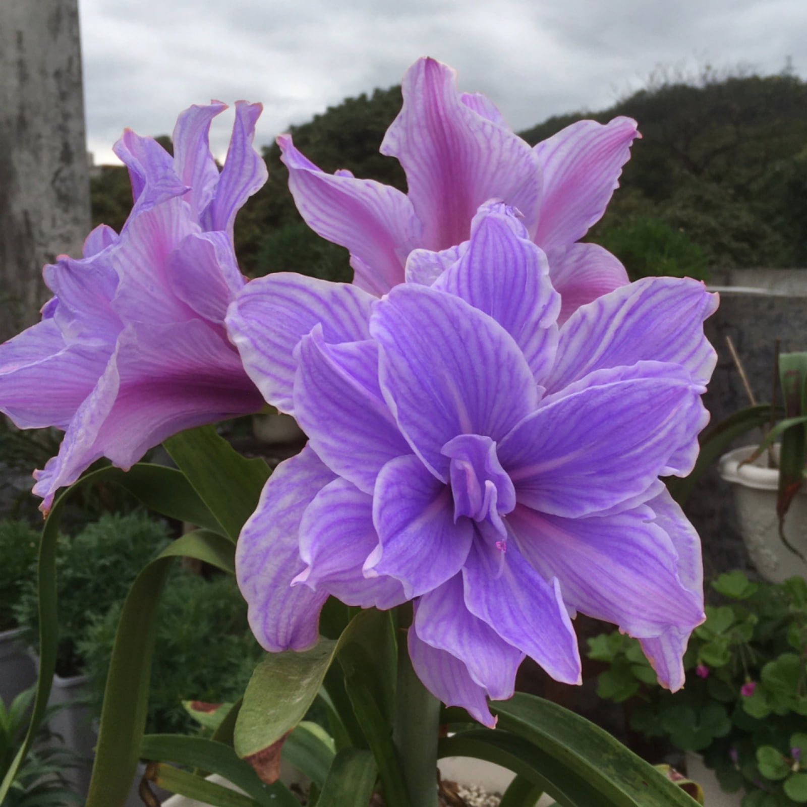 Amaryllis-Fast growth-Beautiful Garden Decoration-Simple to Grow-Garden ...