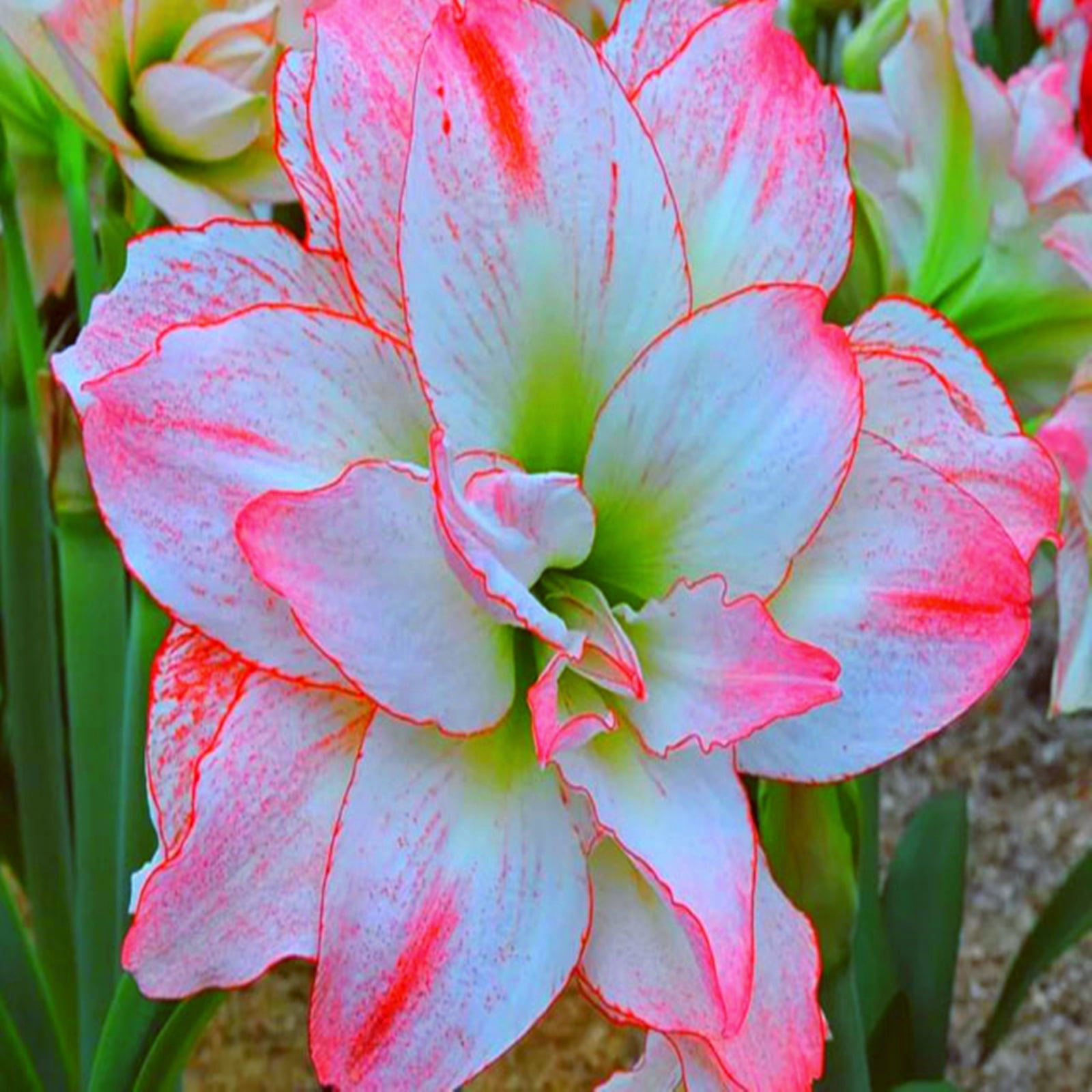 Amaryllis-Fast growth-Beautiful Garden Decoration-Simple to Grow-Garden ...
