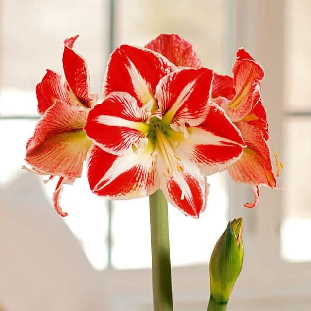 Amaryllis Flower Large Bulb, White Red Amaryllis Bulb for Planting ...