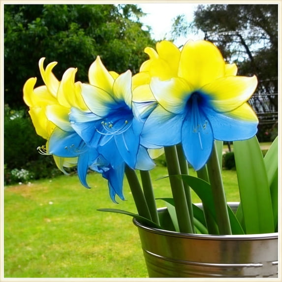 Amaryllis For Planting--Easy Grow & Garden Decoration For Yard (Non ...