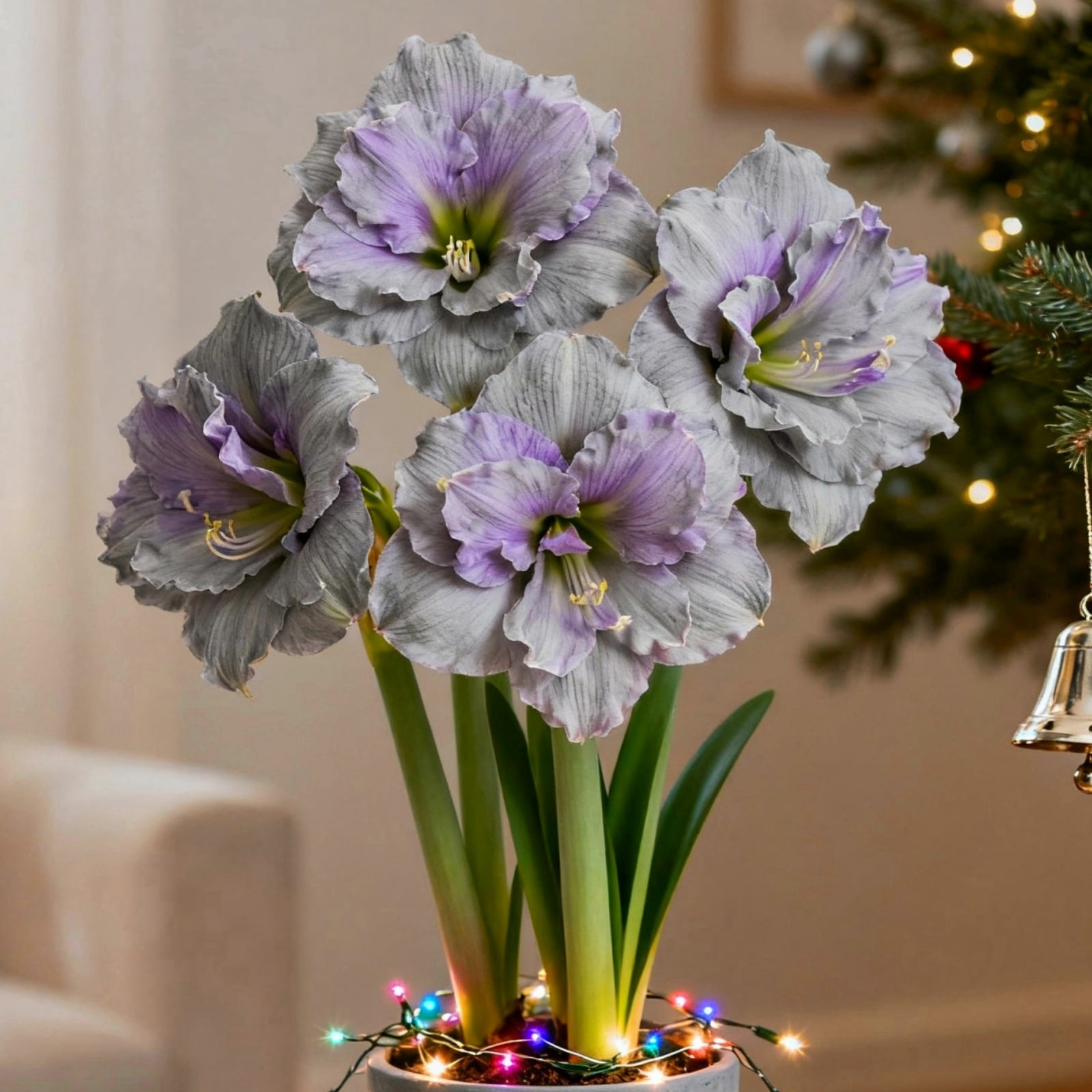 Amaryllis For Planting-Easy Planting-Perennial-Gardens Decoration ...