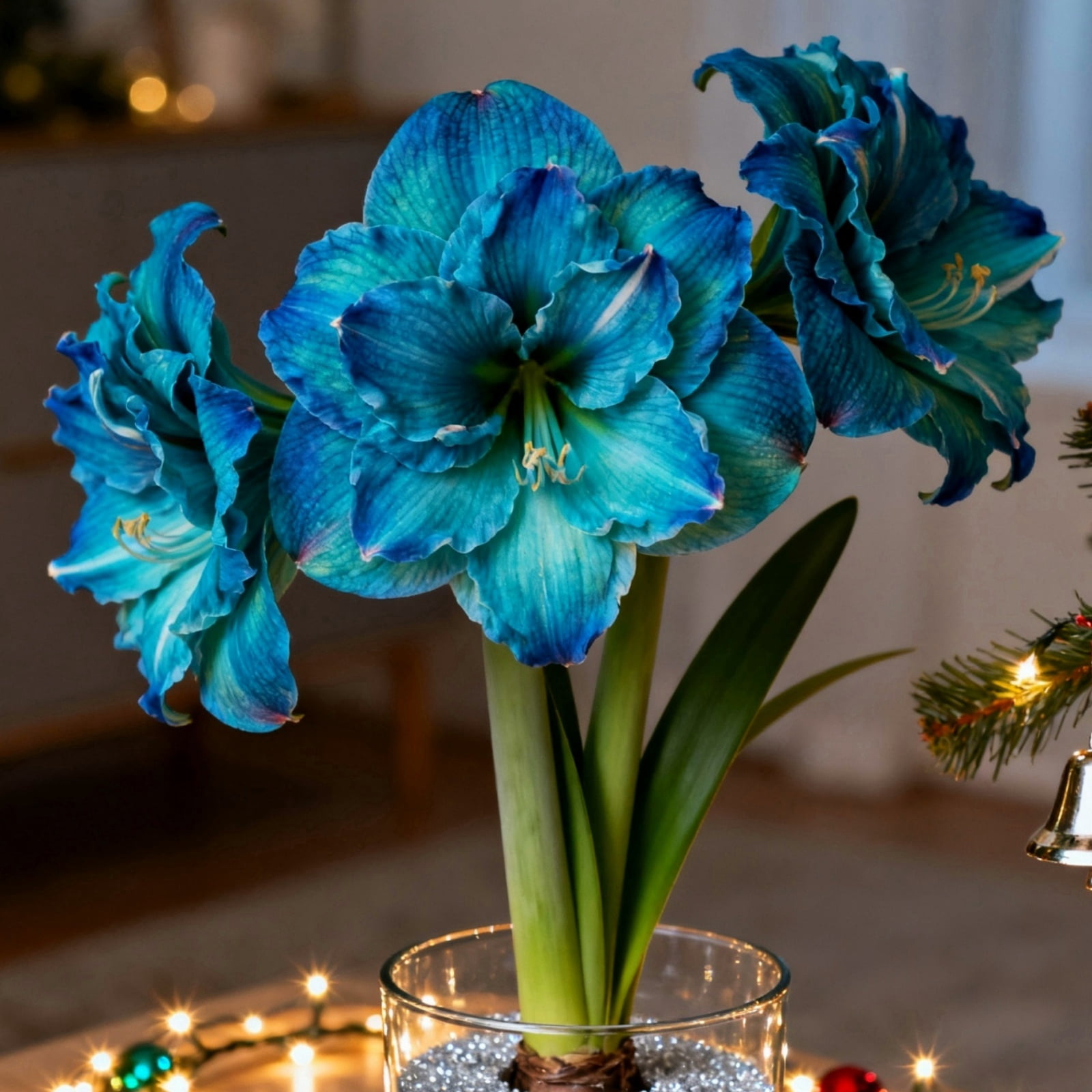 Amaryllis For Planting-Easy Planting-Perennial-Gardens Decoration ...