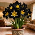 Amaryllis For Planting-Easy Planting-Perennial-Gardens Decoration ...