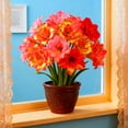 Amaryllis For Planting-Easy Planting-Perennial-Gardens Decoration ...