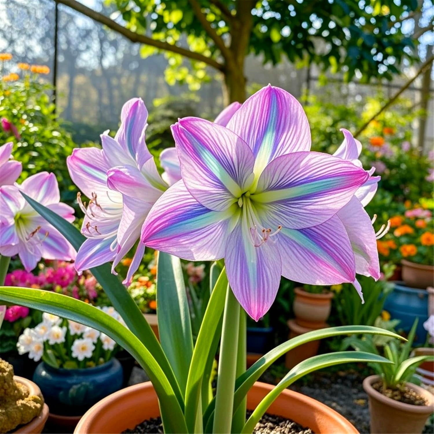 Amaryllis For Planting-Easy Planting-Perennial-Gardens Decoration ...