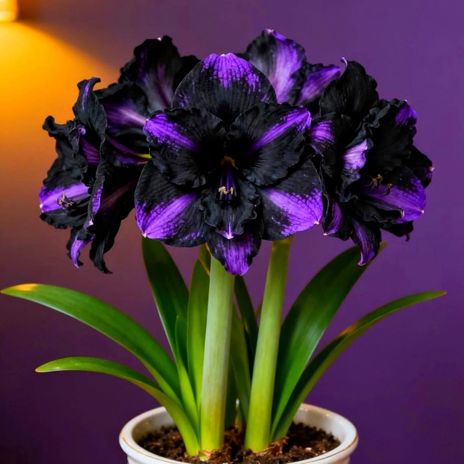 Amaryllis For Planting-Easy Planting-Perennial-Gardens Decoration ...