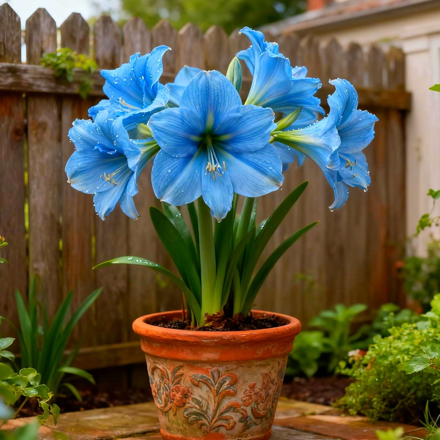 Amaryllis For Planting-Easy Planting-Perennial-Gardens Decoration ...