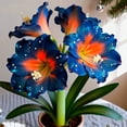 Amaryllis For Planting-Easy Planting-Perennial-Gardens Decoration ...