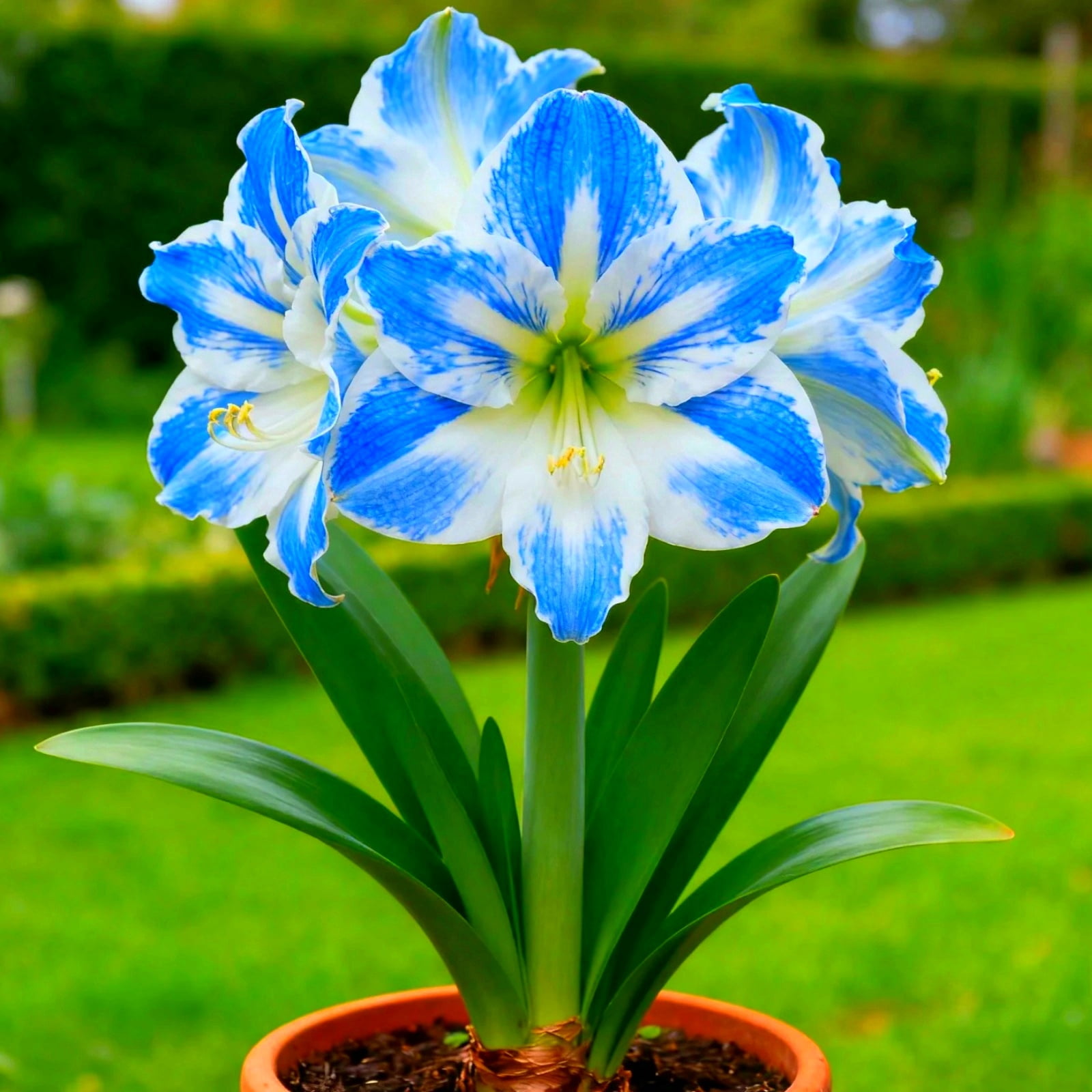 Amaryllis For Planting-Easy Planting-Perennial-Gardens Decoration ...