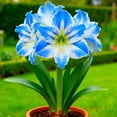Amaryllis For Planting-Easy Planting-Perennial-Gardens Decoration ...