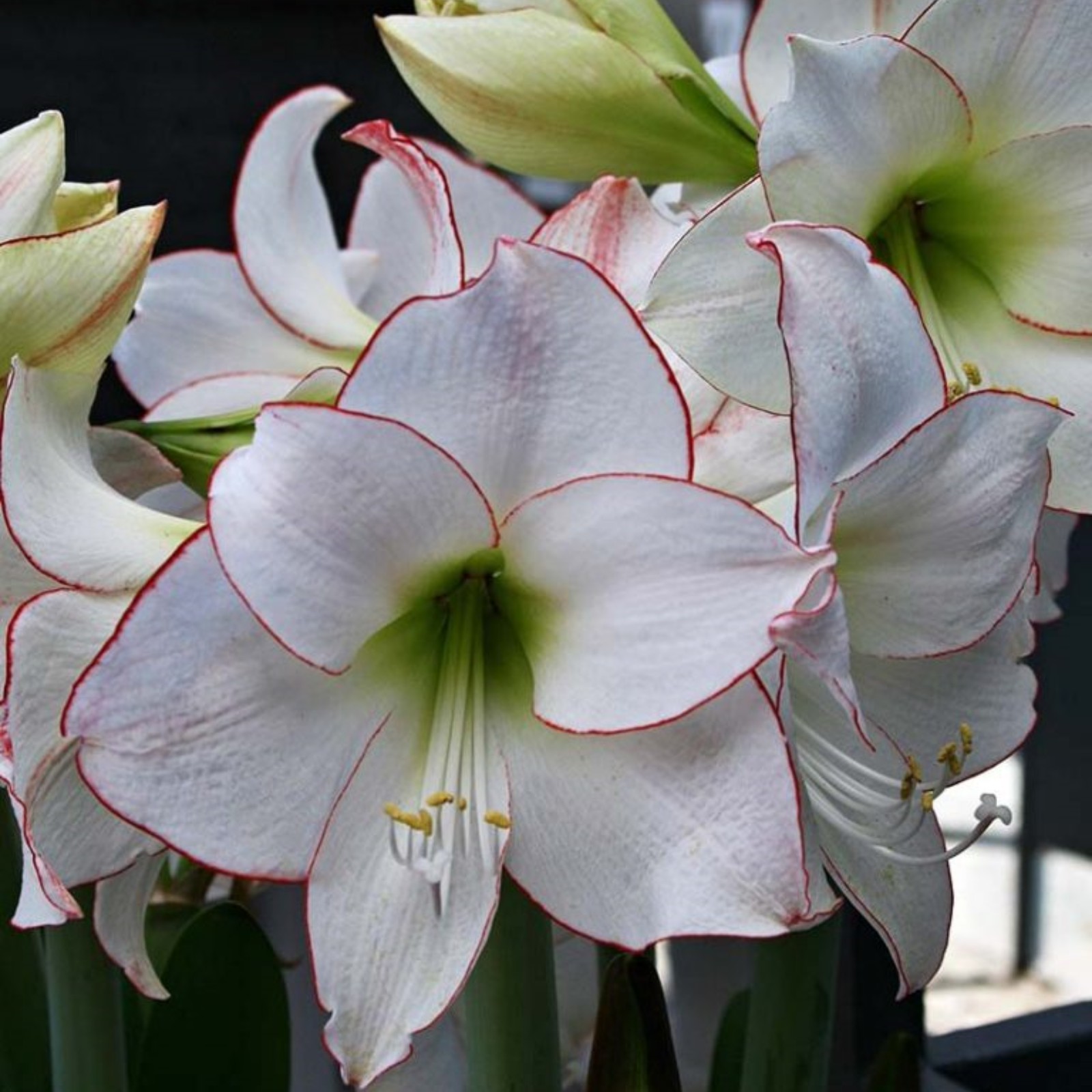 Amaryllis For Planting,Landscaping Environment,Peculiar,Pots to Grow ...
