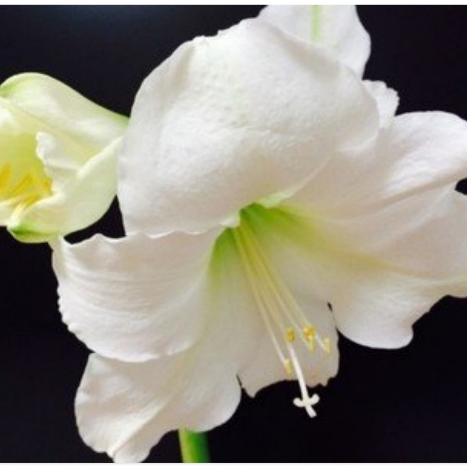 Amaryllis For Planting,Landscaping Environment,Peculiar,Pots to Grow ...