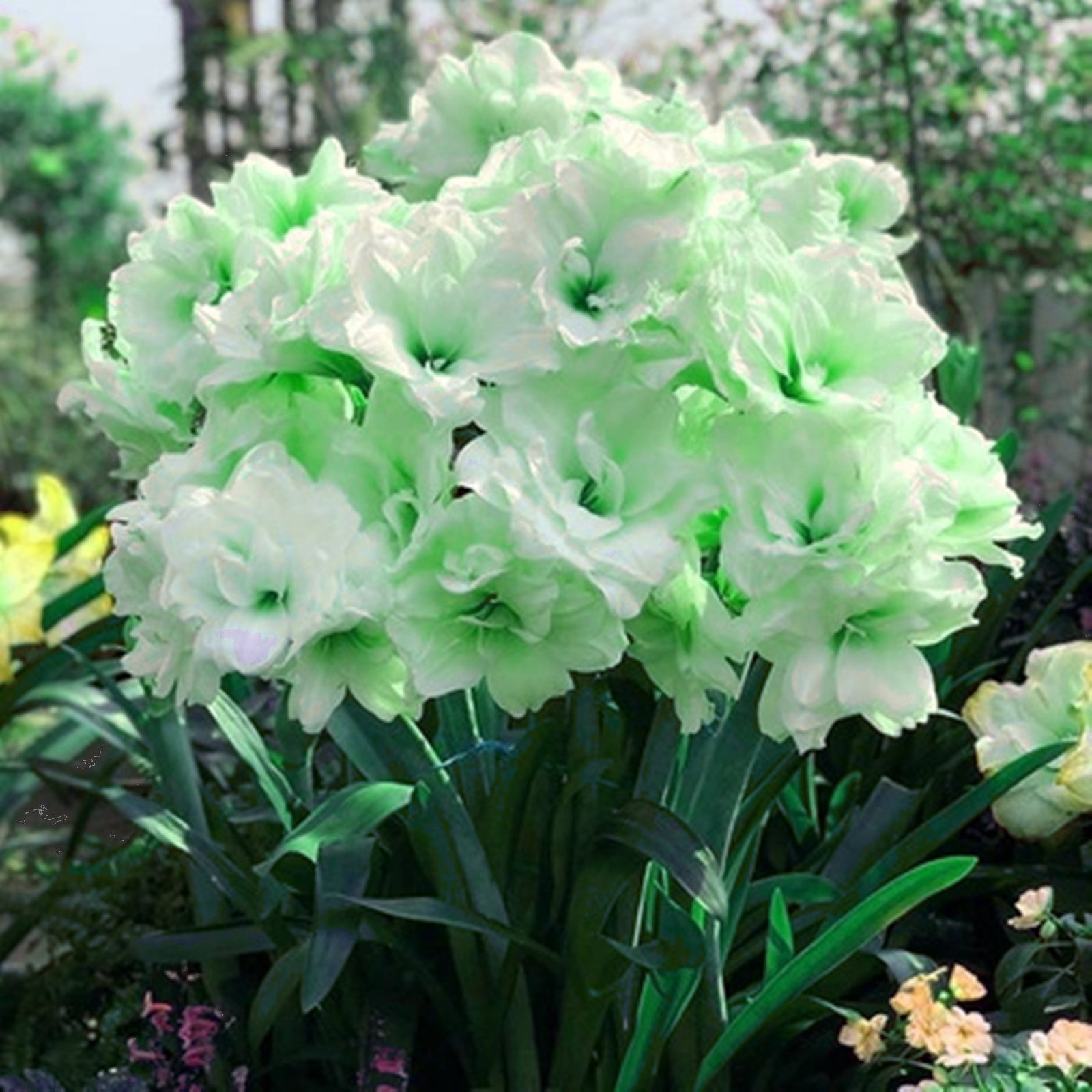 Amaryllis For Planting,Landscaping Environment,Pots to Grow,Peculiar ...