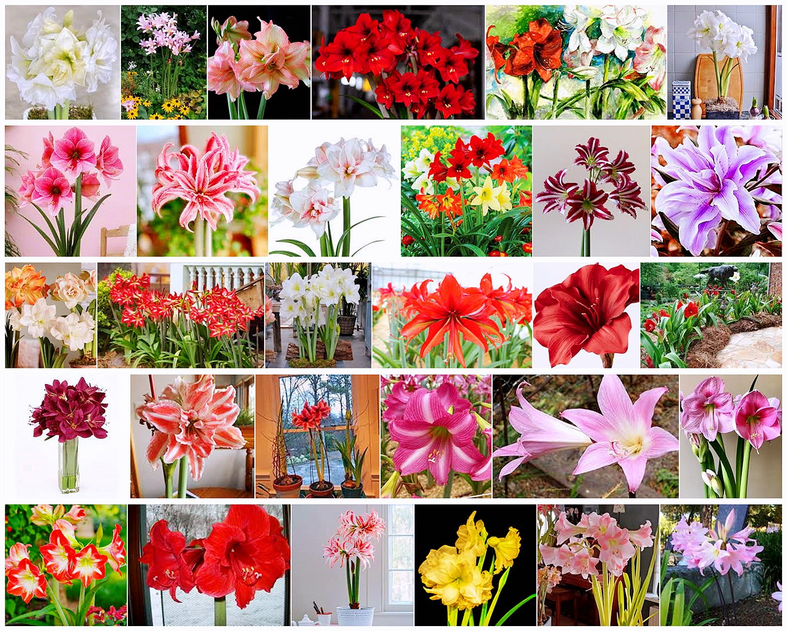 Amaryllis For Planting,Landscaping Environment,Pots to Grow,Peculiar ...
