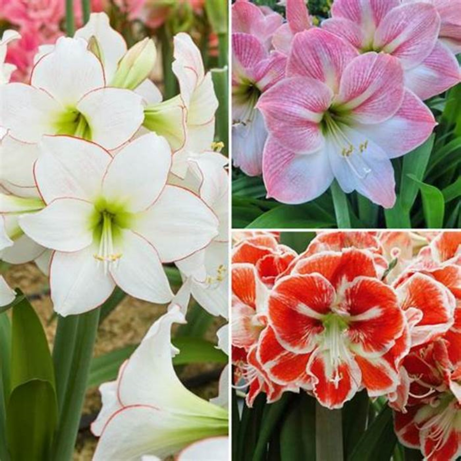 Amaryllis For Planting,Peculiar,Landscaping Environment,Pots to Grow ...