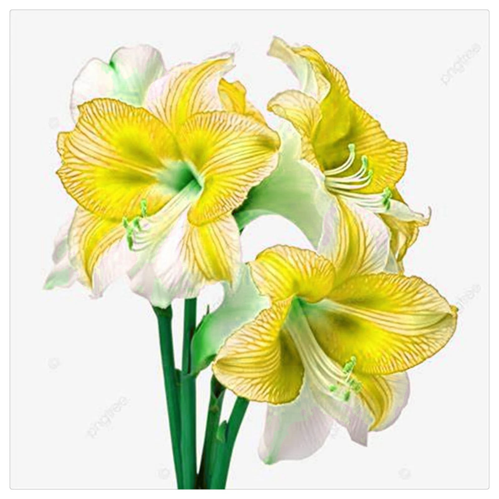 Amaryllis For Planting,Peculiar,Landscaping Environment,Pots to Grow ...