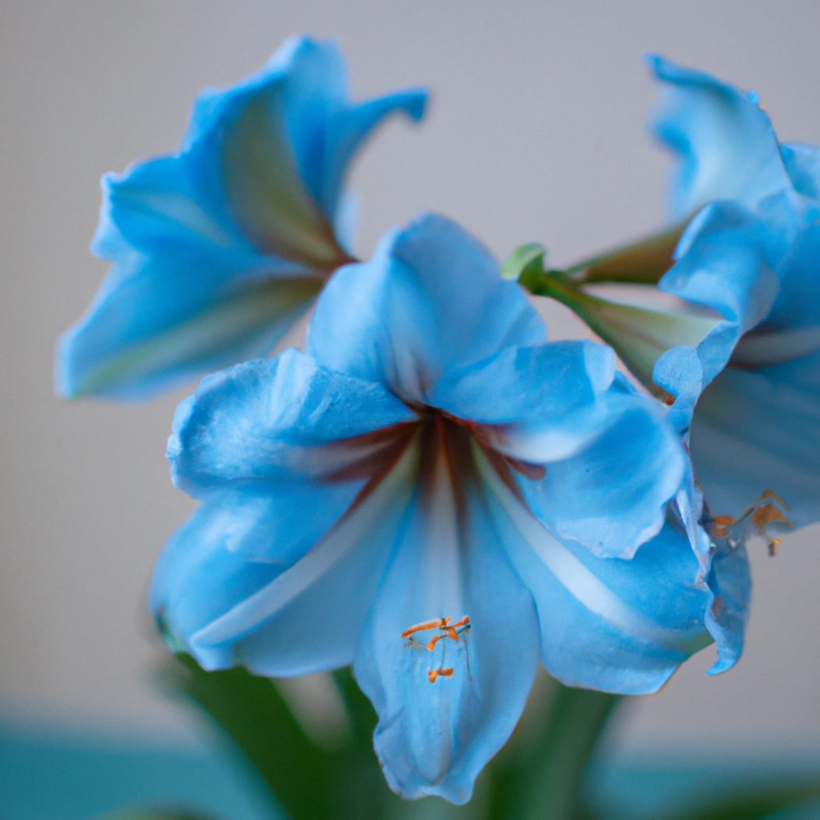 Amaryllis For Planting,Simple to Grow,Graceful,No Water Needed ...