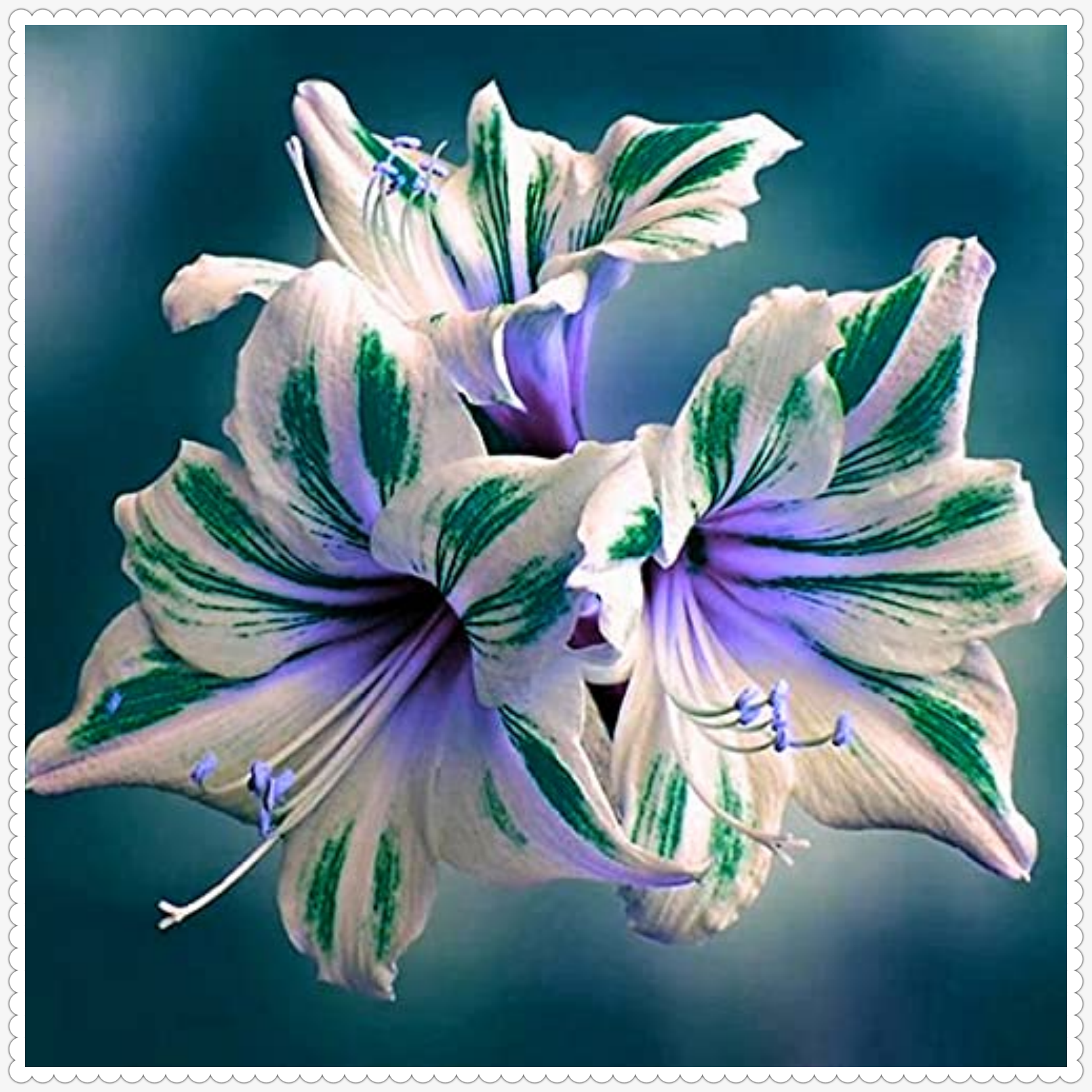 Amaryllis For Planting,Simple to Grow,Graceful,No Water Needed ...