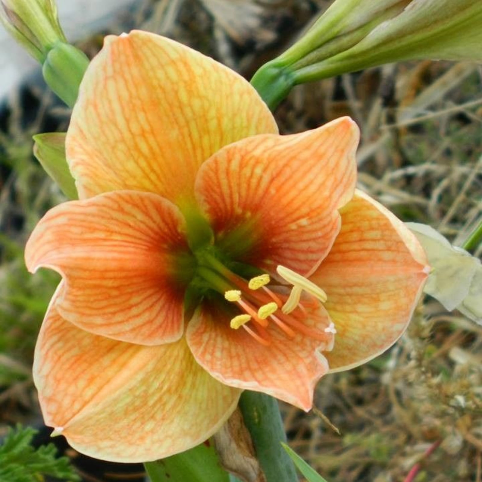 Amaryllis, Garden Planting, Suitable For Both Indoor And Outdoor, Beautiful Garden Decoration ...