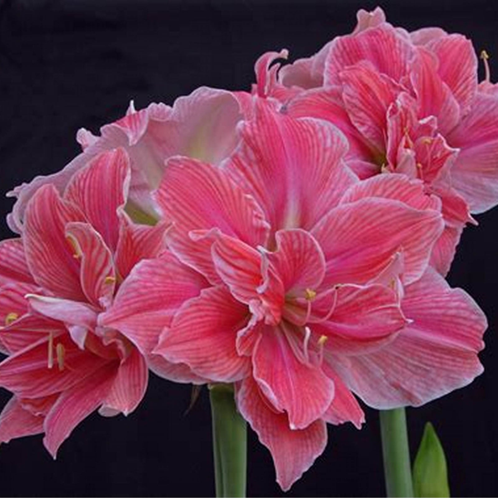 Amaryllis /Garden decoration/surprise gift/Beautify Environment ...
