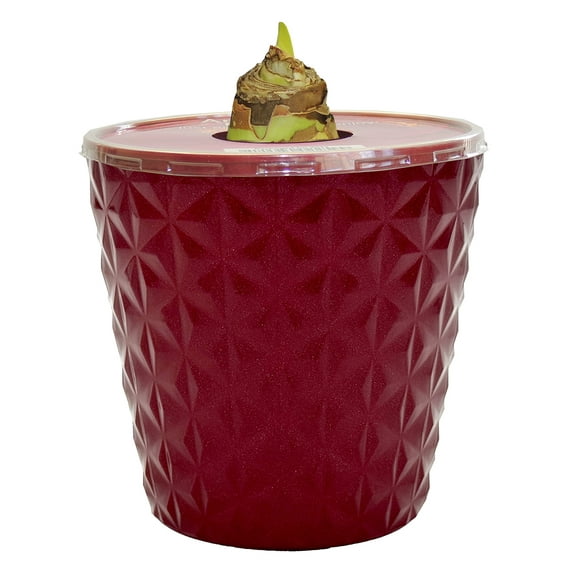 EuroBlooms Amaryllis Glee in 6-Inch Red Pot with White Ruby Red Veining ...