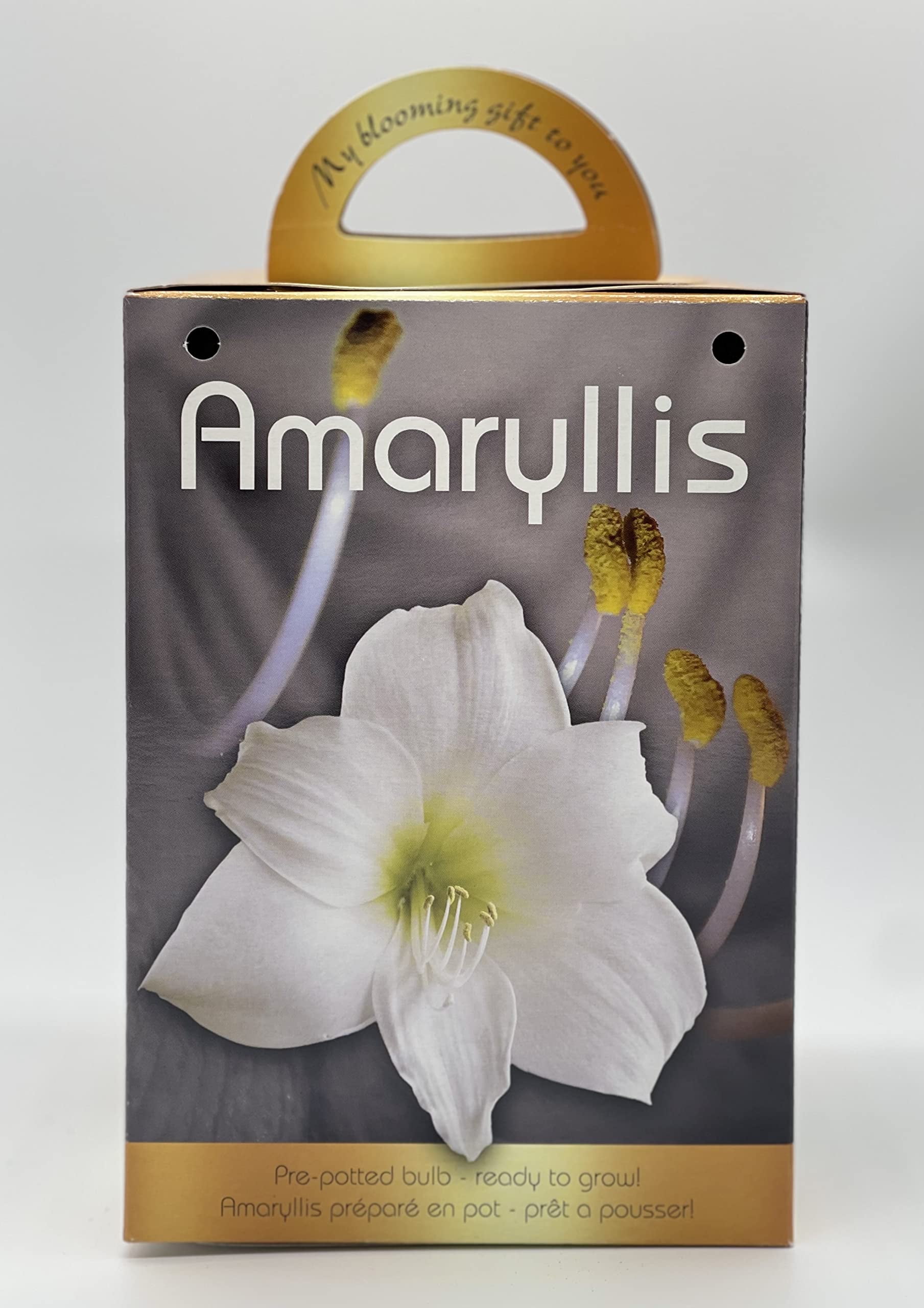 Amaryllis Grow Kit - Large Snow White - Pre Potted White Amaryllis in ...