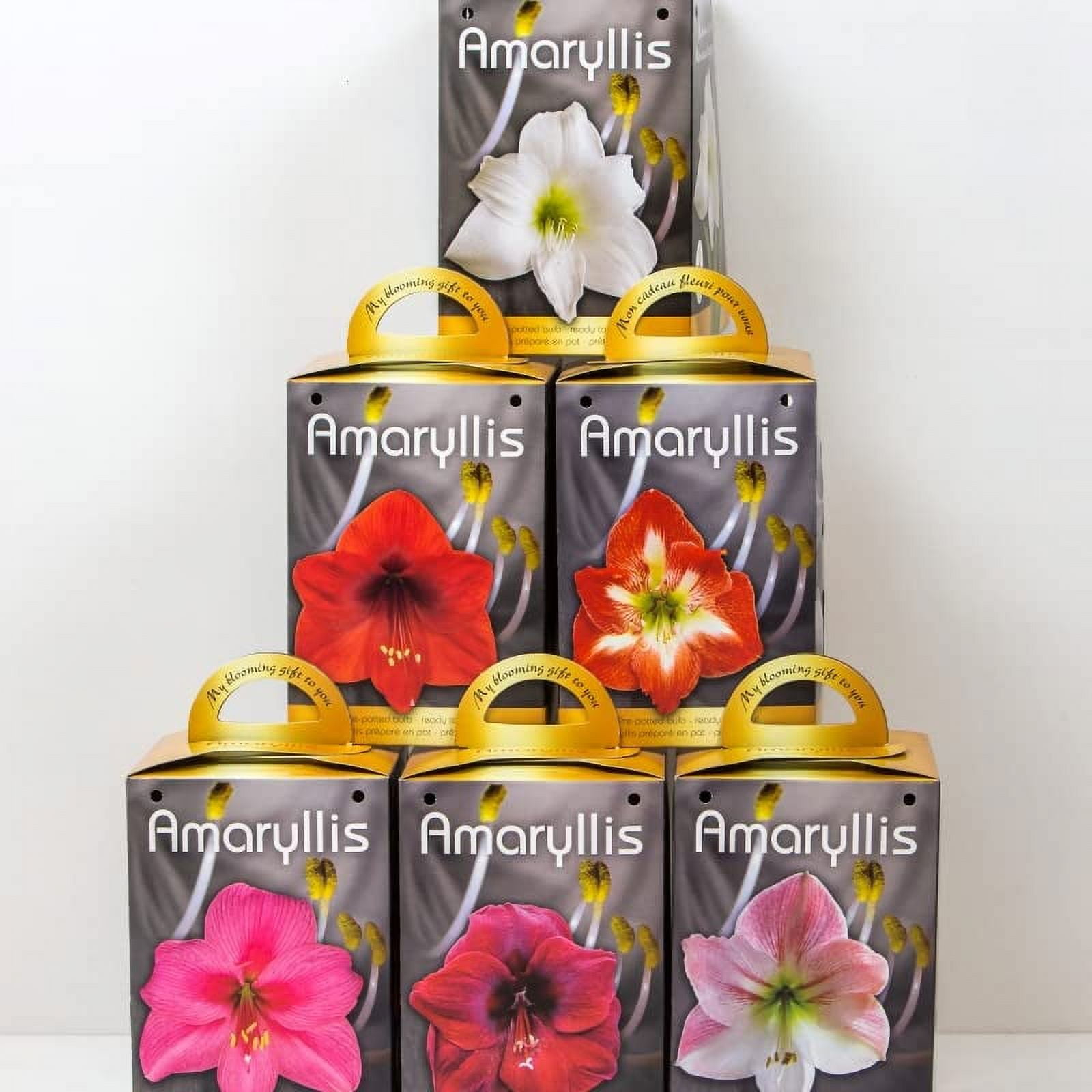 CZ Grain Amaryllis Grow Kit, Pre-Potted Bulbs, Gift Box, Live Holiday ...