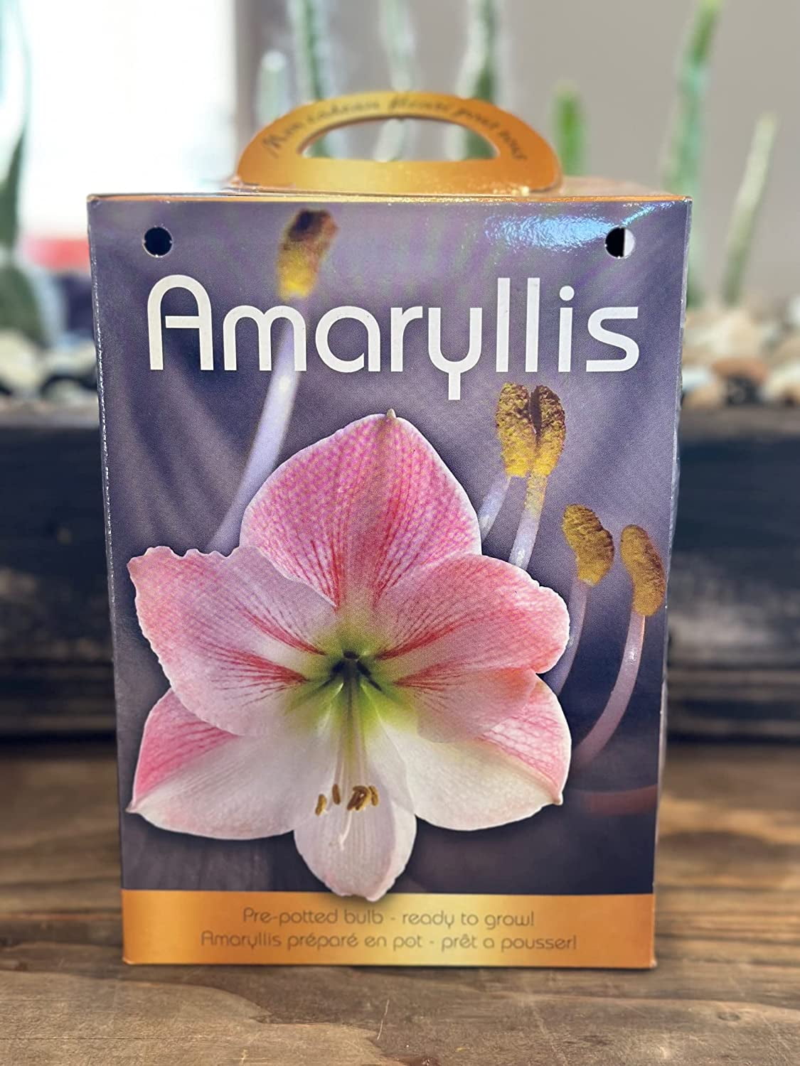 Amaryllis Grow Kit Pre Potted Amaryllis Bulb in Gift Box Pink Bloom ...